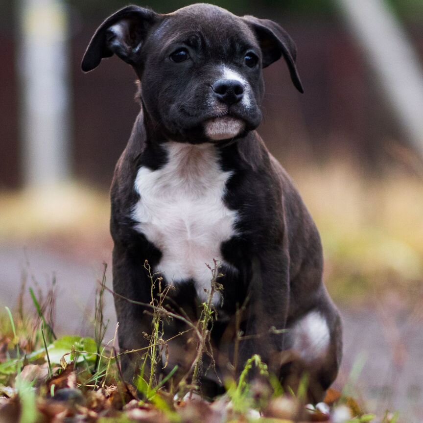 Американский стаффордширский терьер, щенок