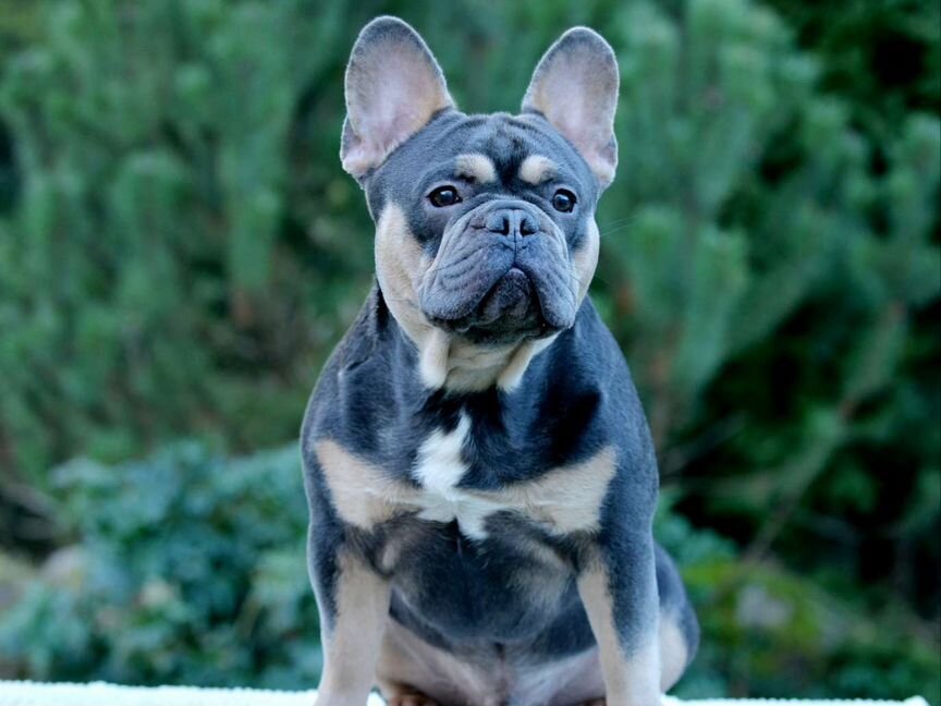 Французики на вязку