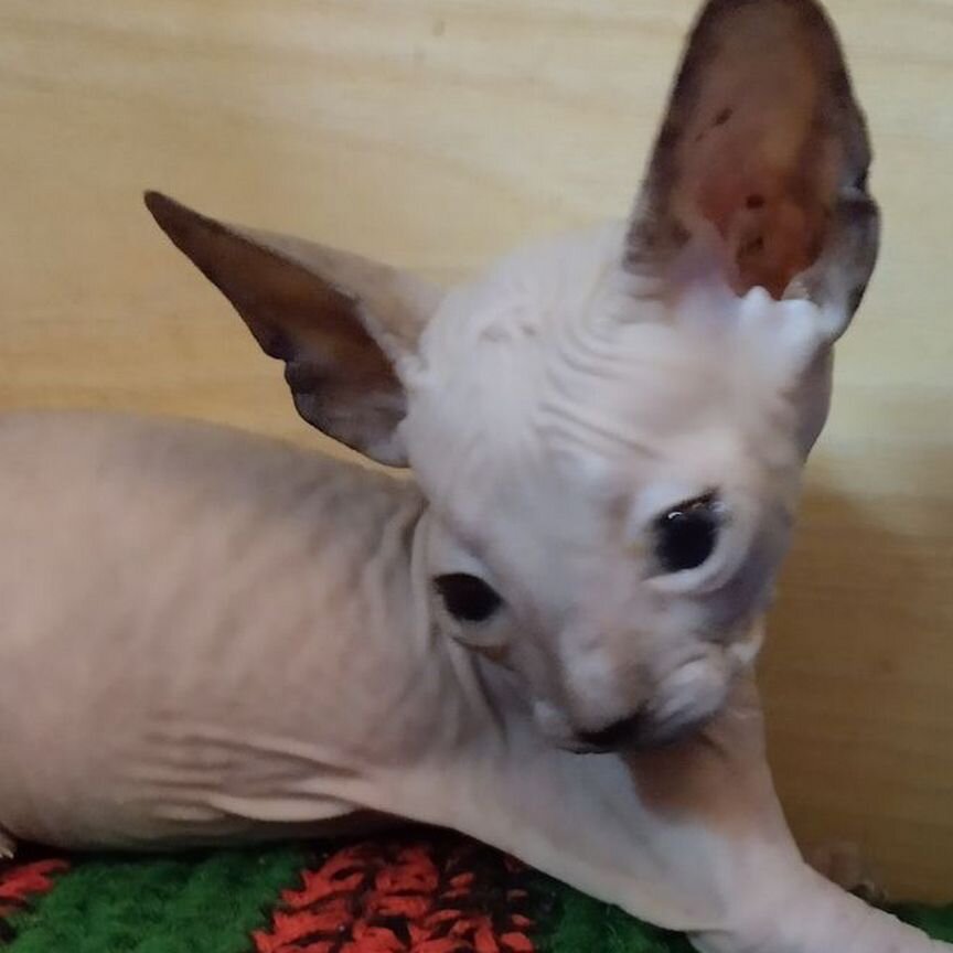 Котята сфинкс