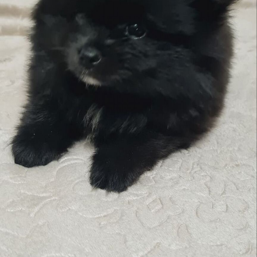 Померанский шпиц