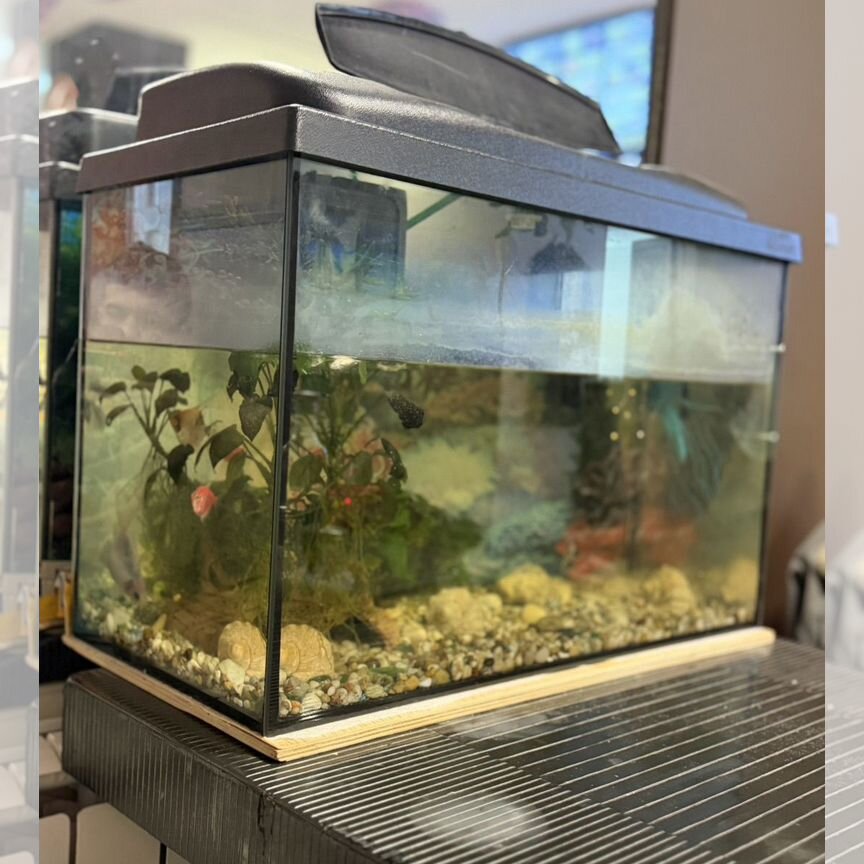 Аквариум бу с рыбками