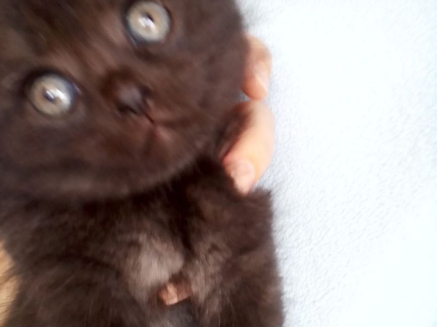 Британский котенок