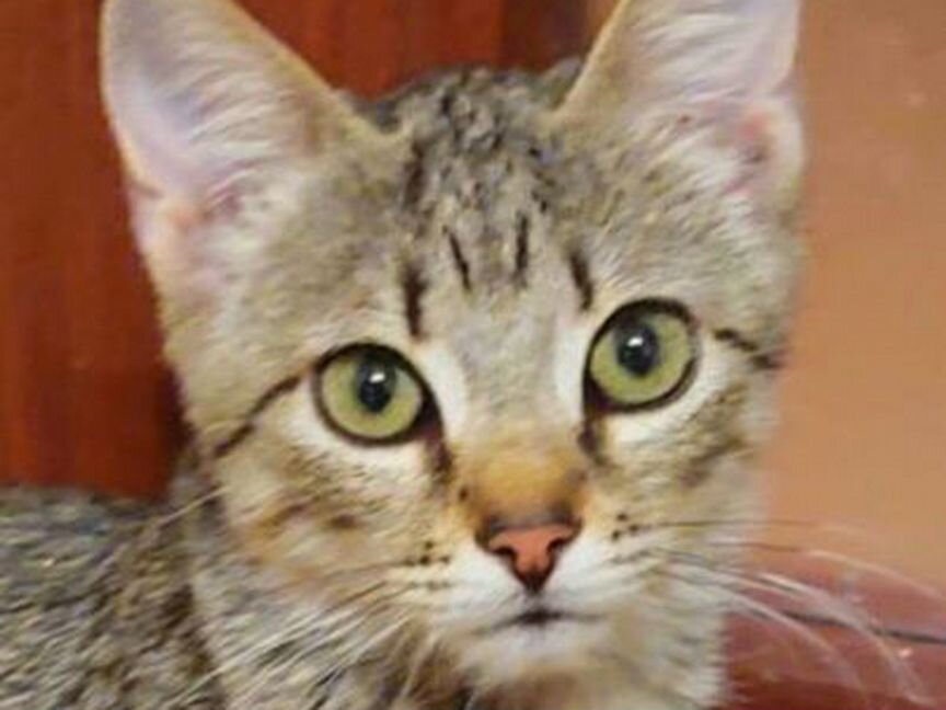 Чудо-котенок девочка ищет дом