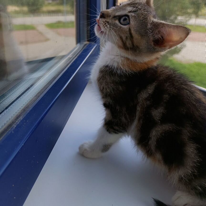 Котенок с необычным окрасом