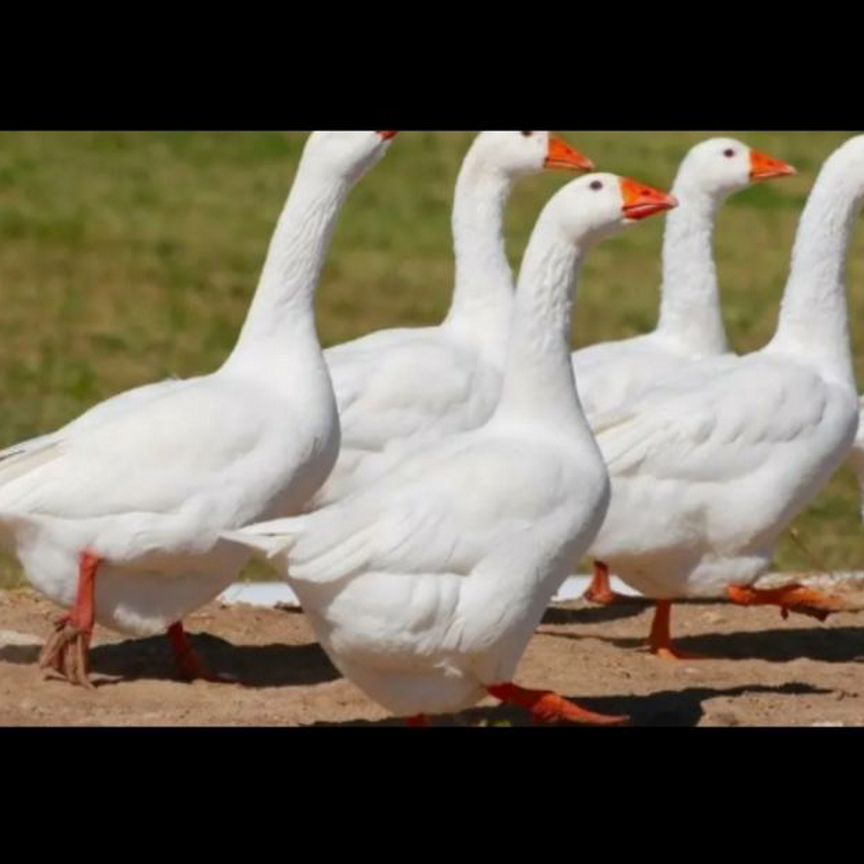 Прием Гусиного пуха мокрый или сухой дорого