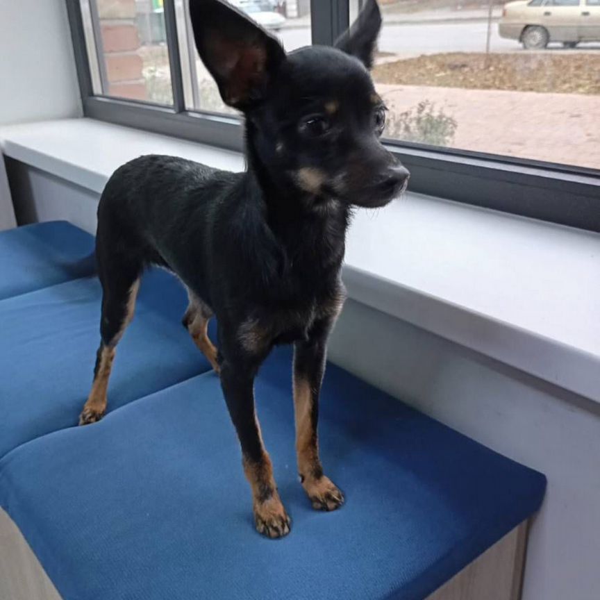 Той-терьер найден