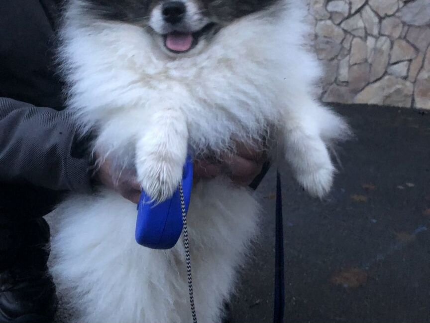 Игривый паренёк