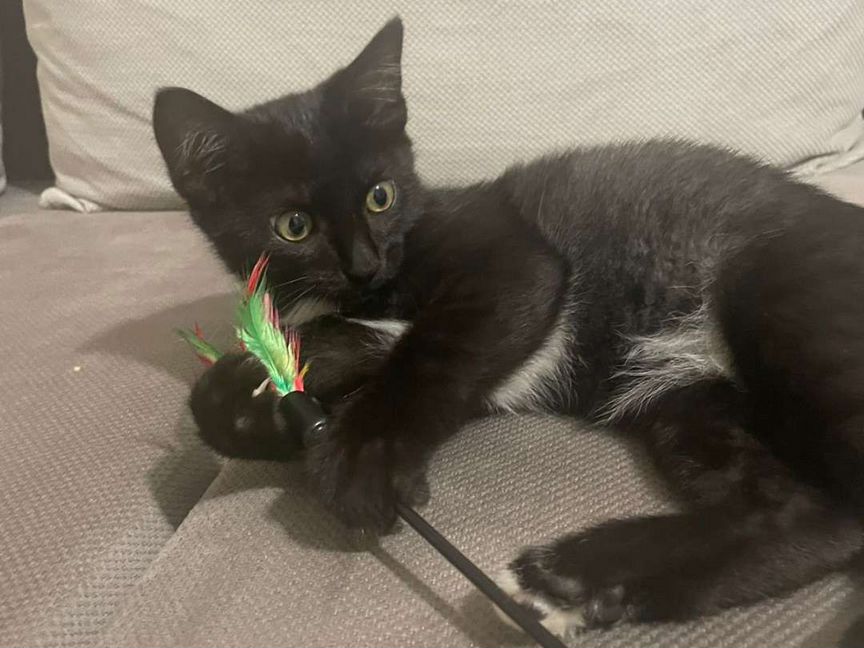 Котята в добрые руки бесплатно