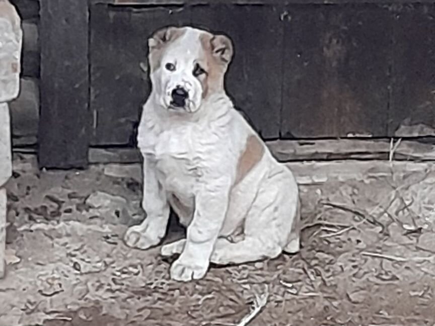 Продаётся щенок Алабай