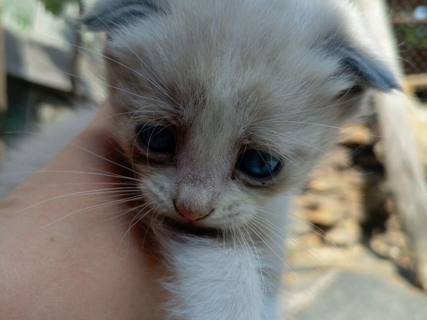 Котята в добрые руки бесплатно