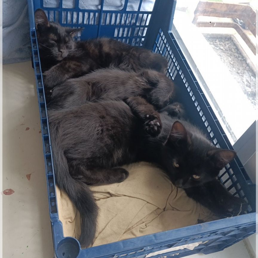 Котята