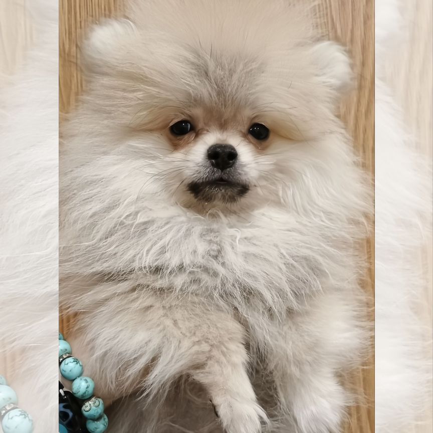 Немецкий шпиц, щенок