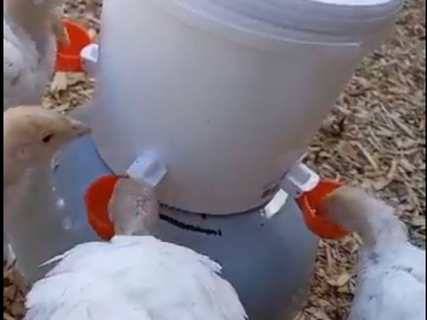 Чашечная поилка, 10 литров