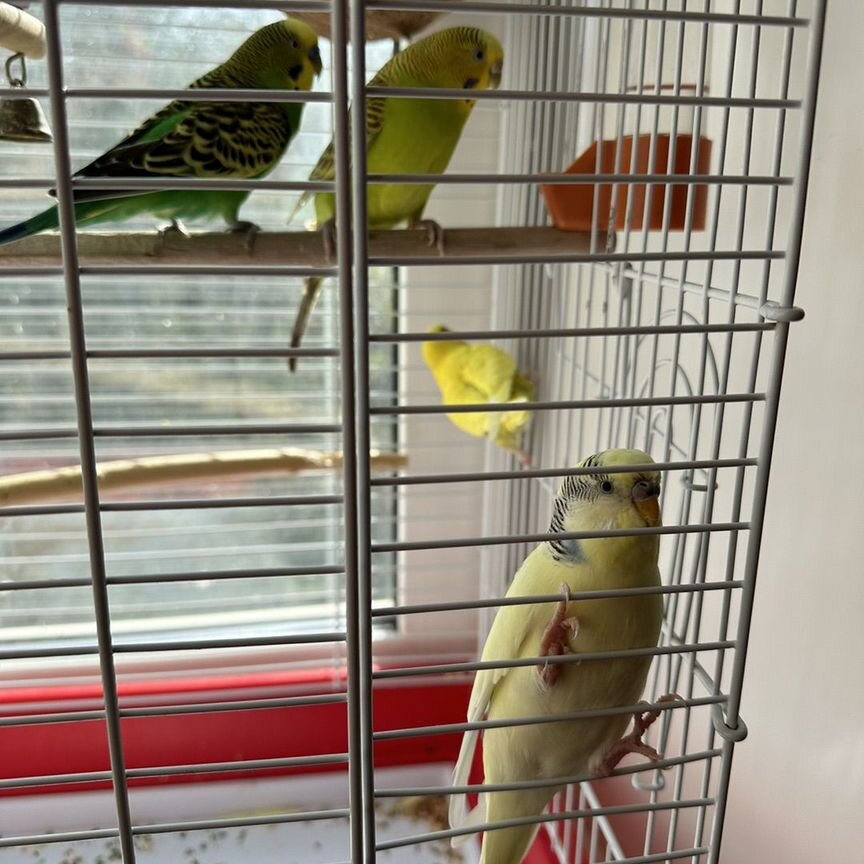 4 волнистых попугая