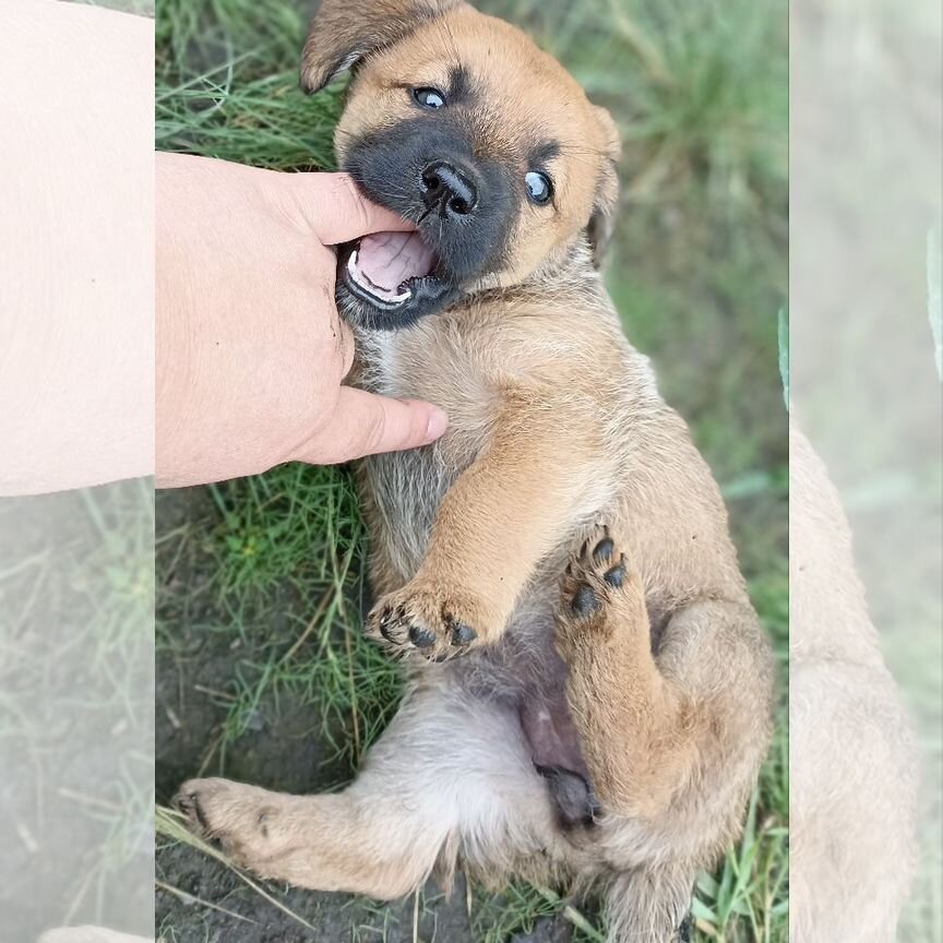 Щенок в добрые руки
