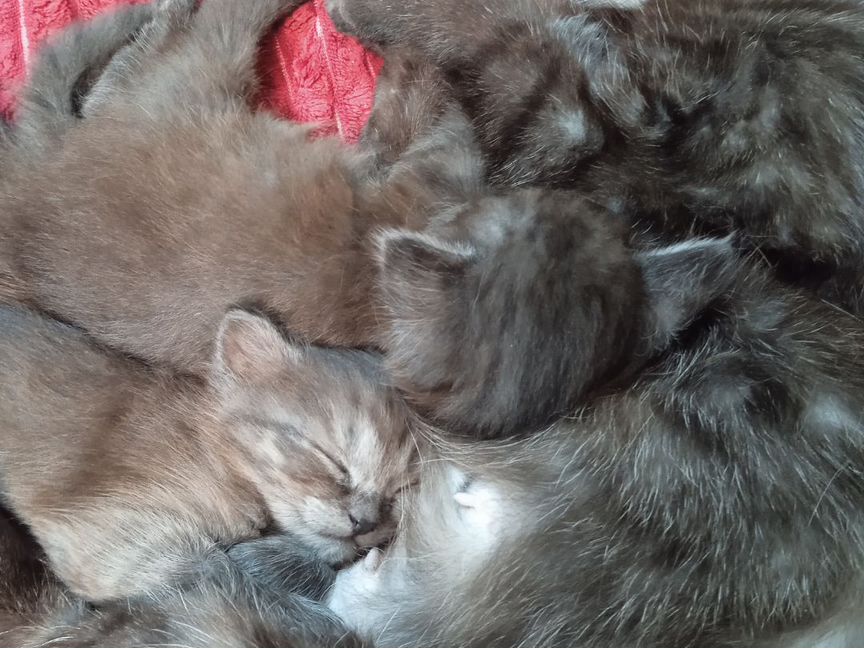 Кошечки близняшки