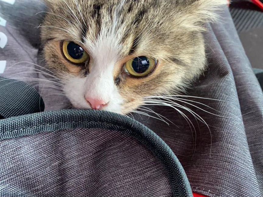 Кошка