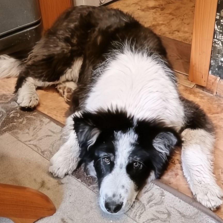 Взрослая собака в добрые руки