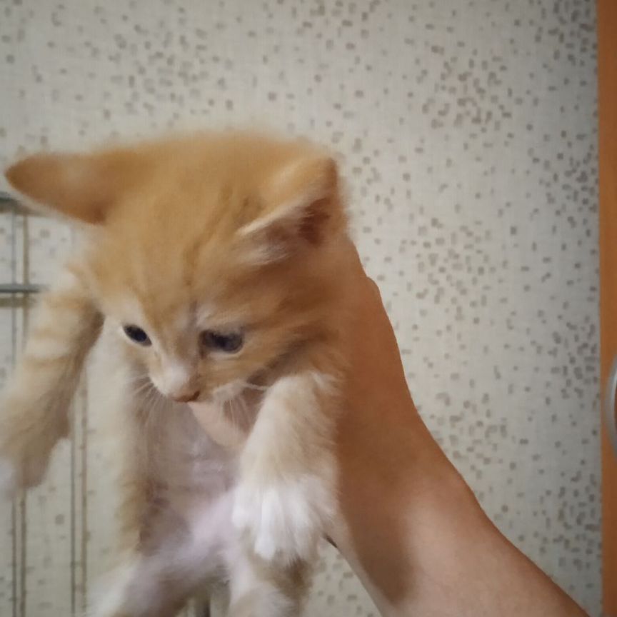 5 котят в добрые руки