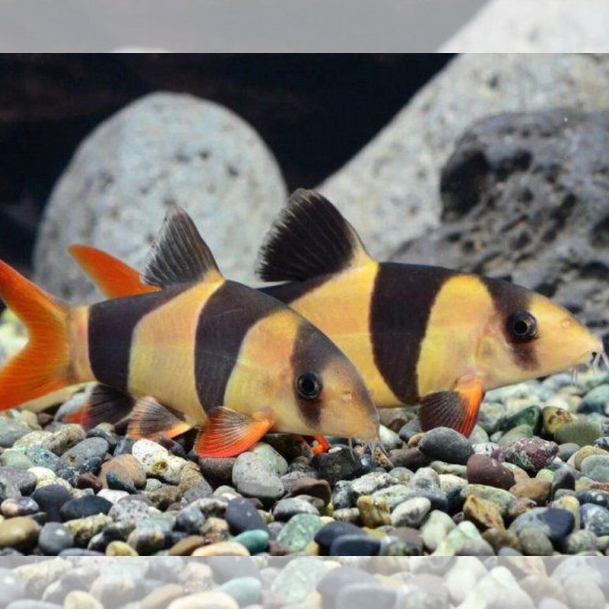 Боция клоун