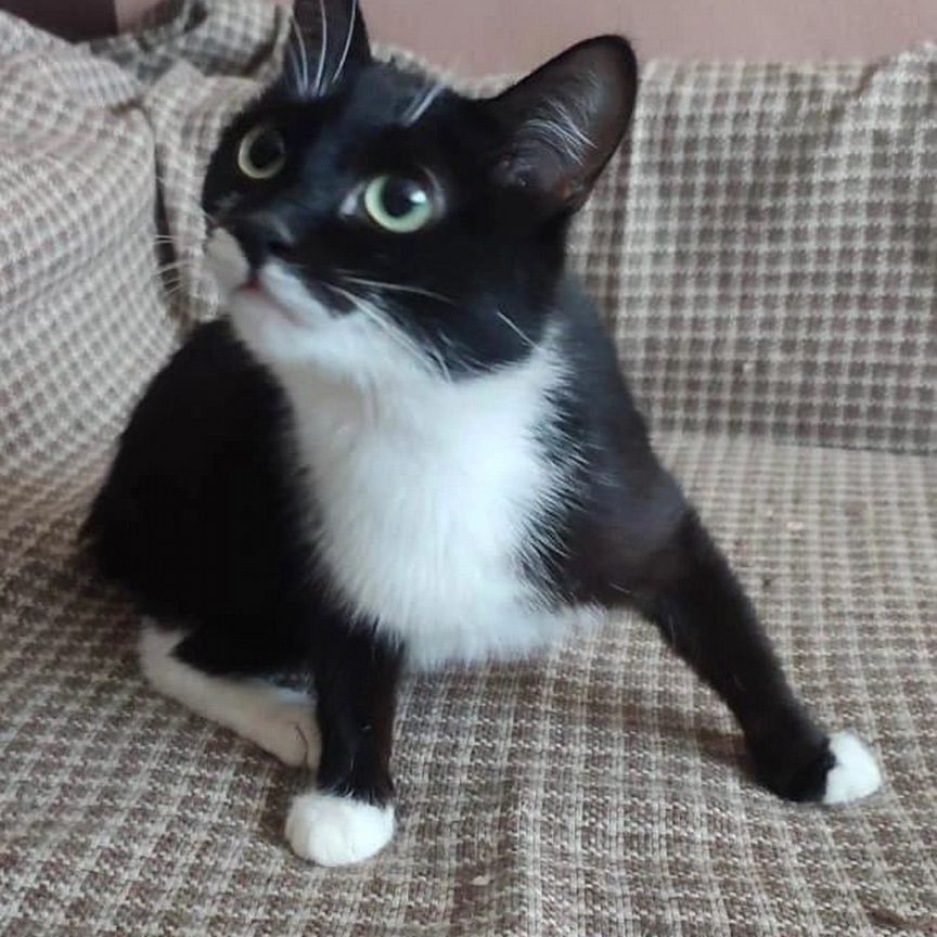 Кошка