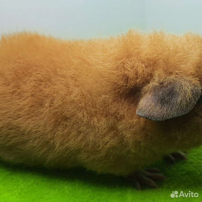 Морская свинка тедди