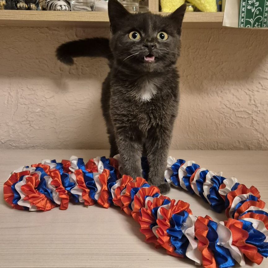 Котёнок в добрые руки
