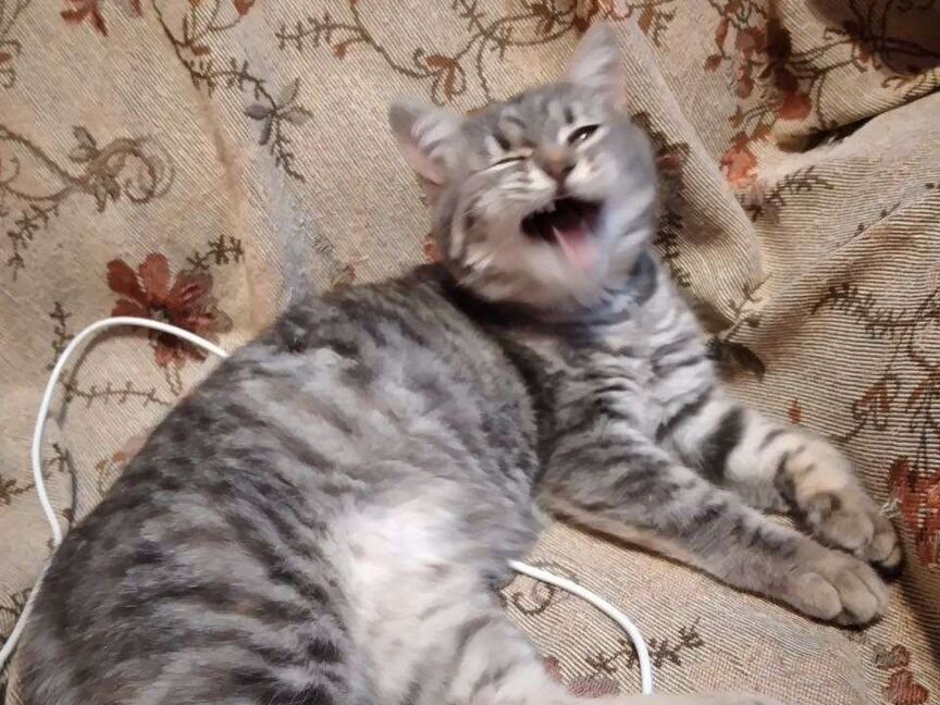 Нашли кошку, ищем хозяина