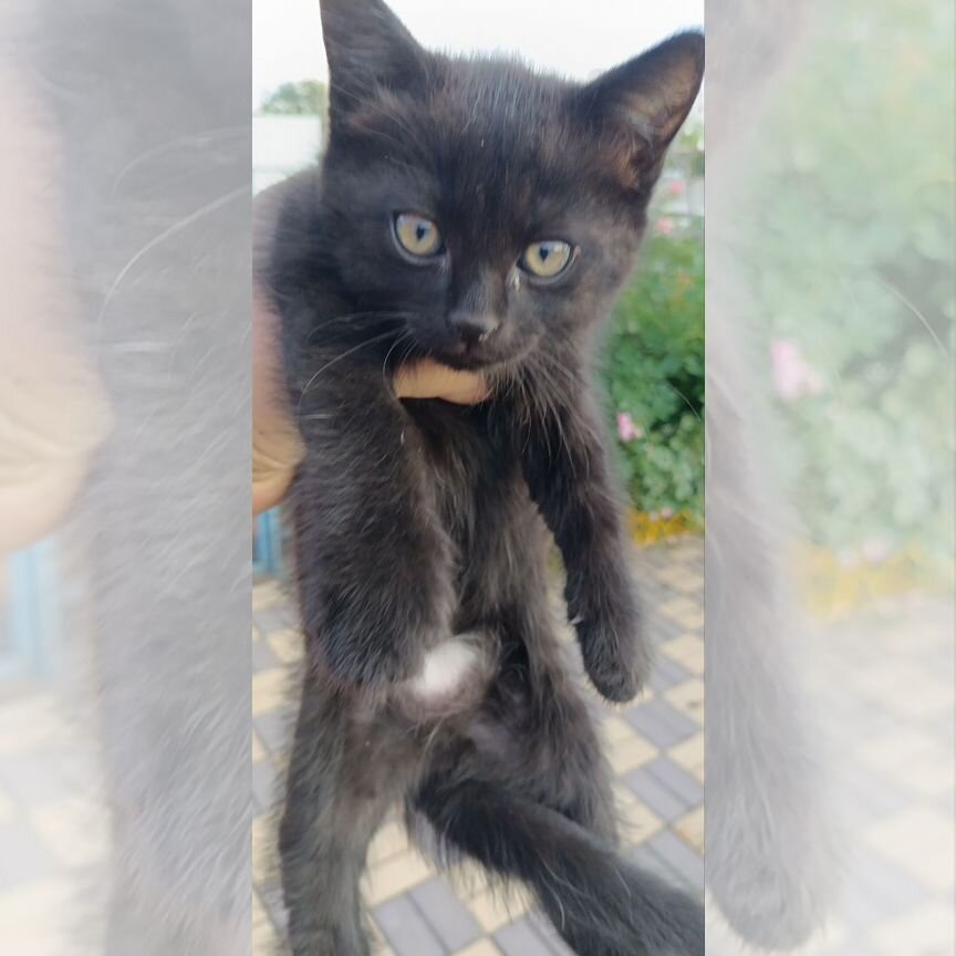 Котятки в добрые руки