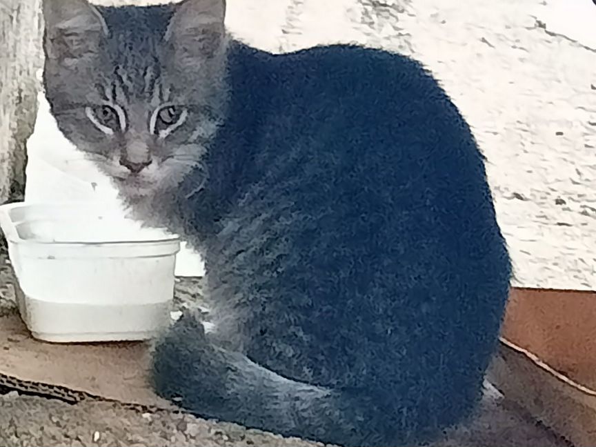 Бездомные котята, 4-5 месяцев