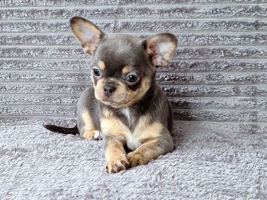Редкие окрасы девочки чихуахуа