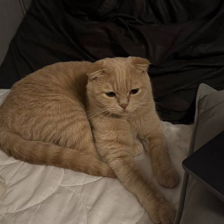 Шотландский вислоухий короткошёрстный котёнок