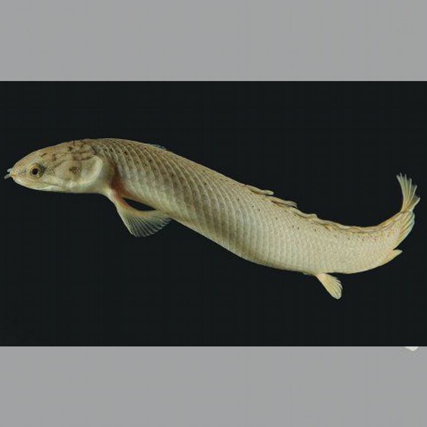 Рыба полиптерус / многопер