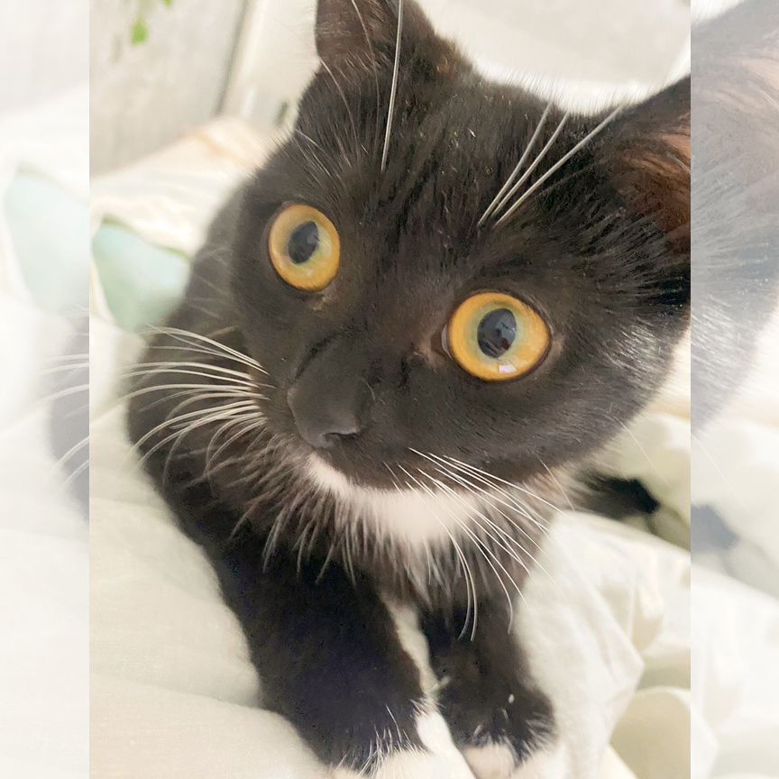 Отдам в добрые руки двух кошек