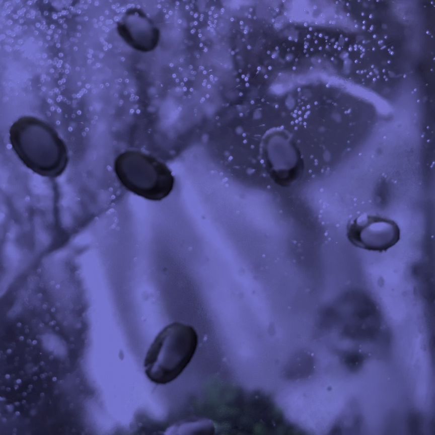 Трохусы - улитки для морского аквариума, живые