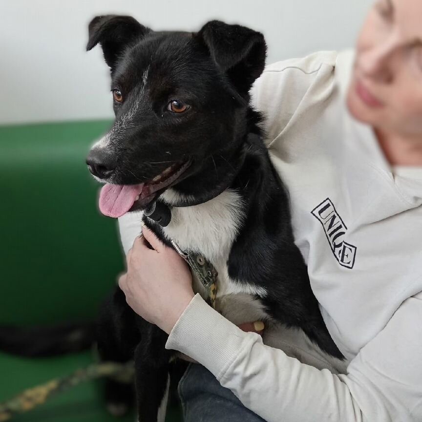 Щенок в добрые руки