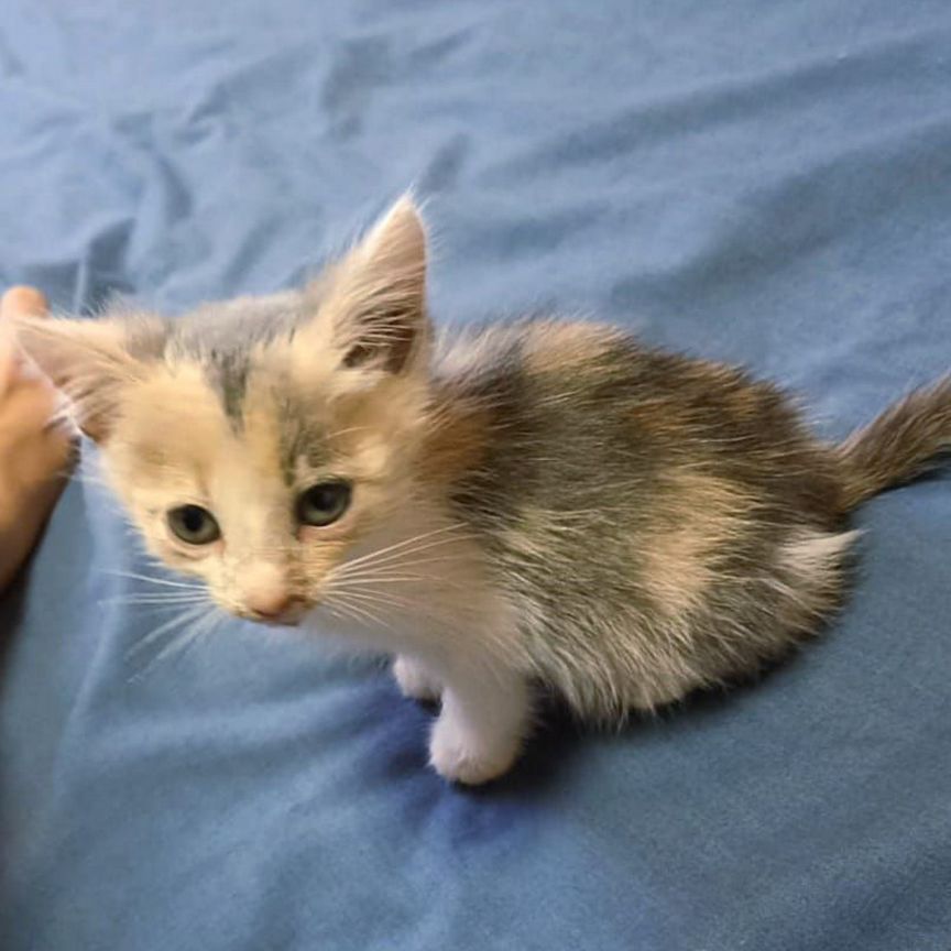 Кошка в дар, Крис