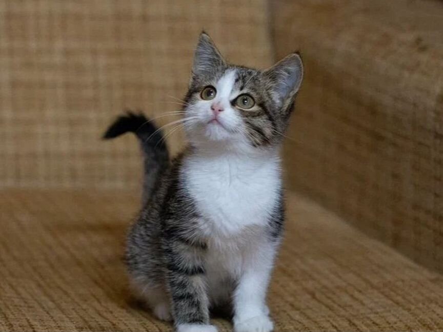 Очаровательный которебенок Мушка в дар