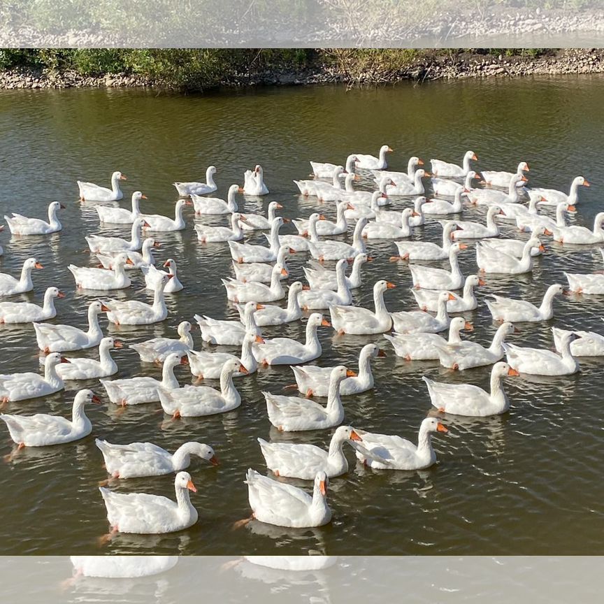 Гуси живые 6 месяцев