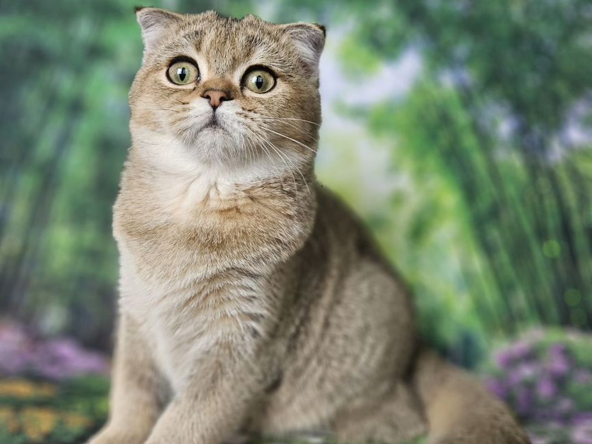 Шотландский килт