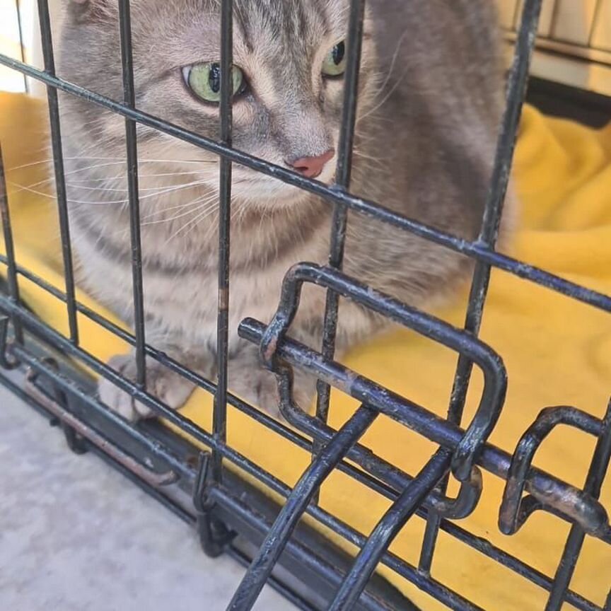 Котик в добрые руки