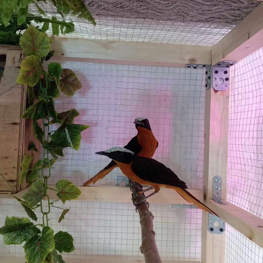 Белошапочная чекановая горихвостка