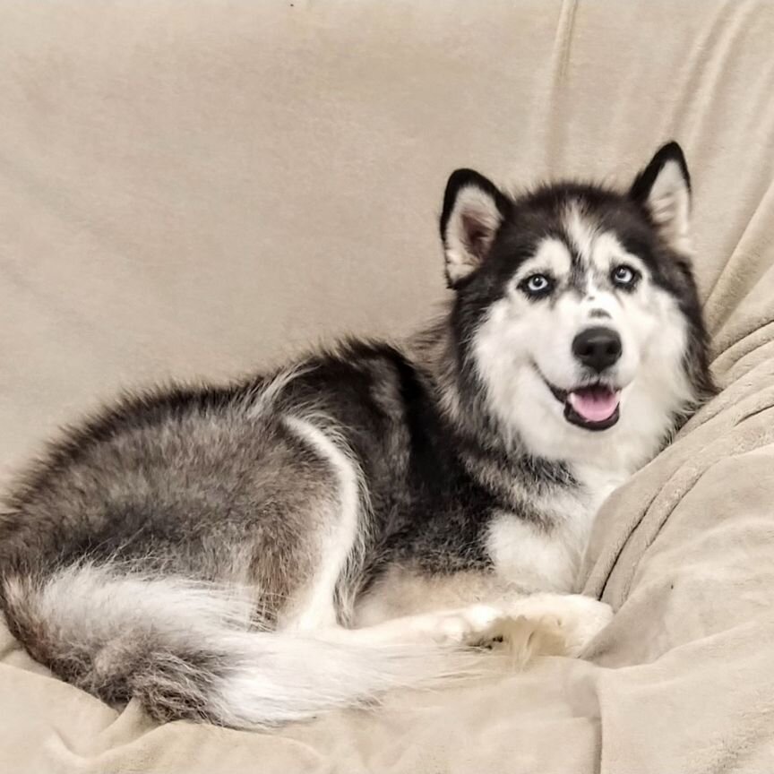 Сибирский хаски приносит счастье