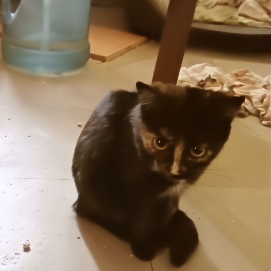 Британская короткошёрстная кошка, взрослая