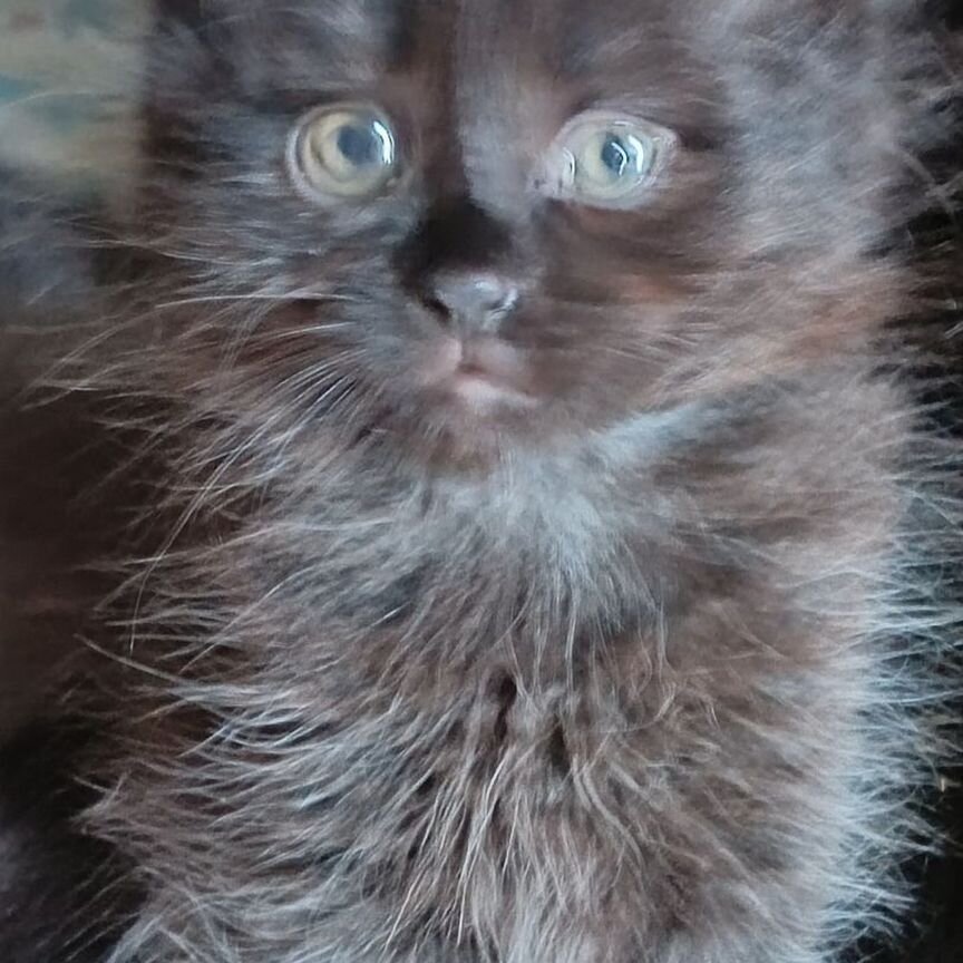 Котенок