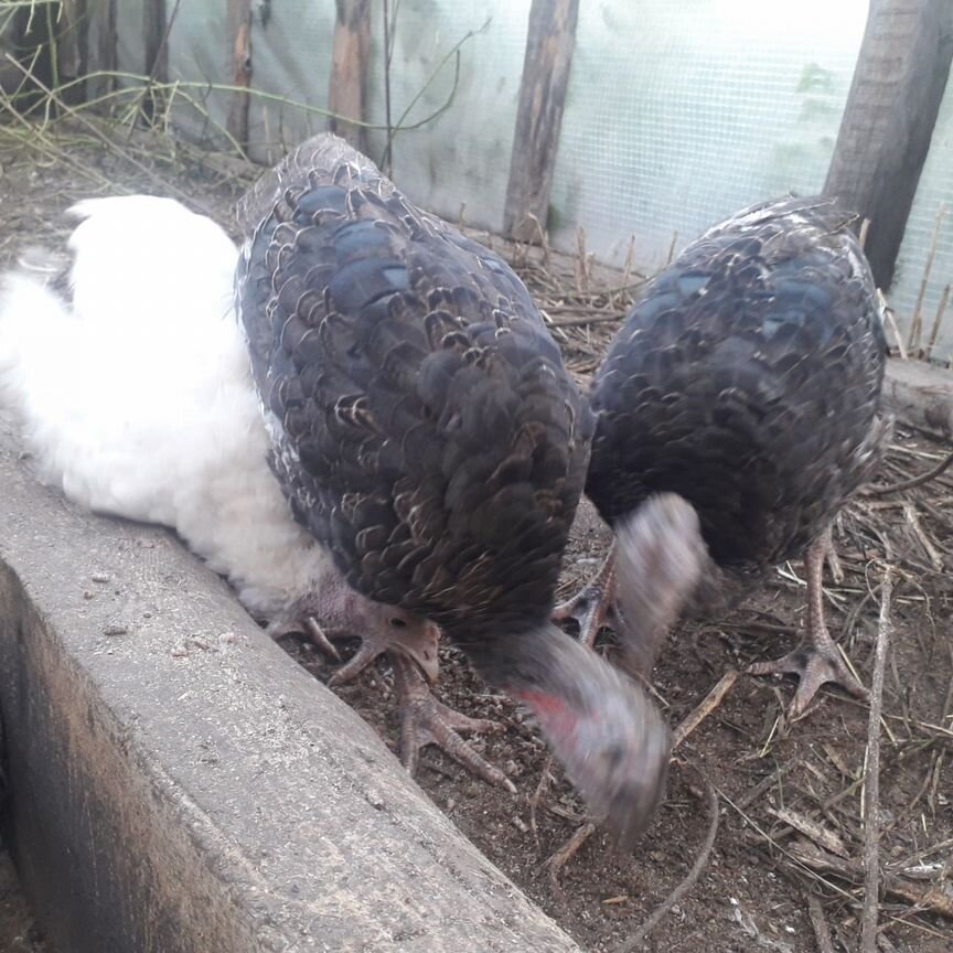 Индюки и цесарки