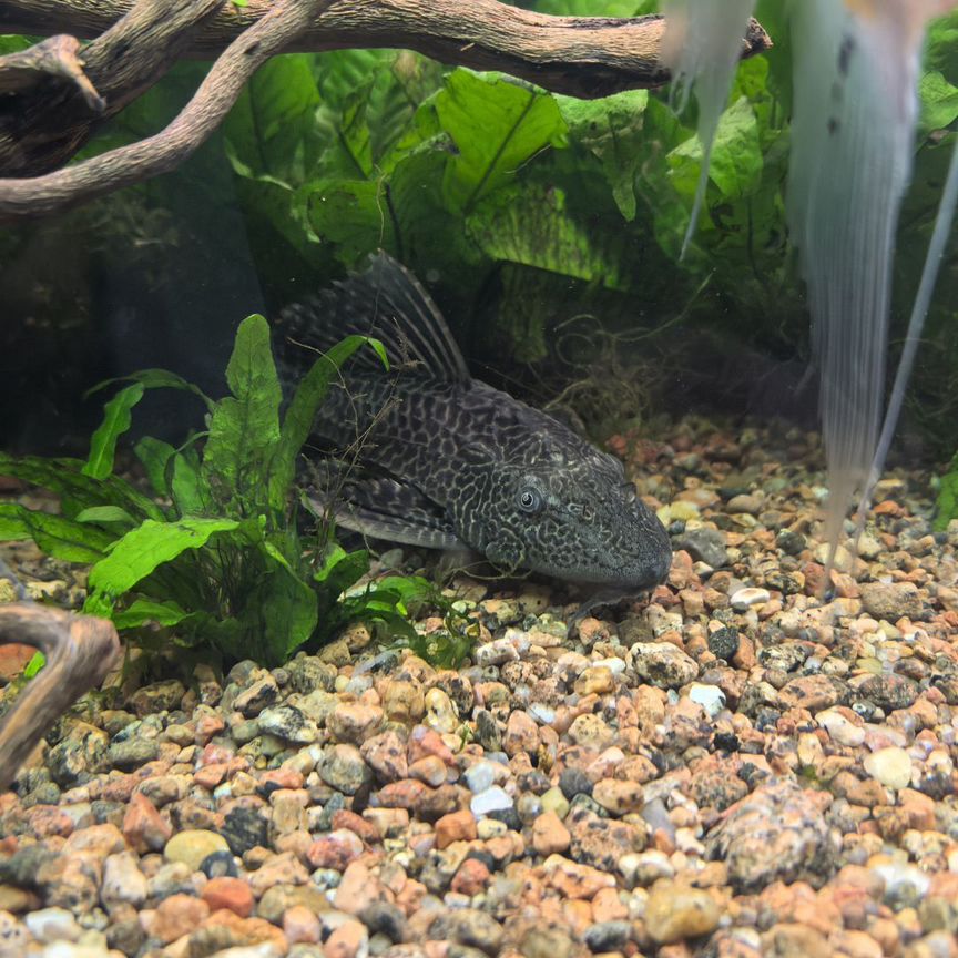 Парчовый сом