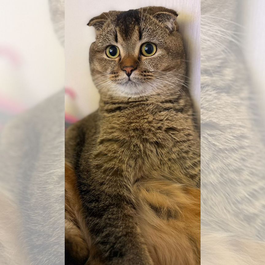 Котенок