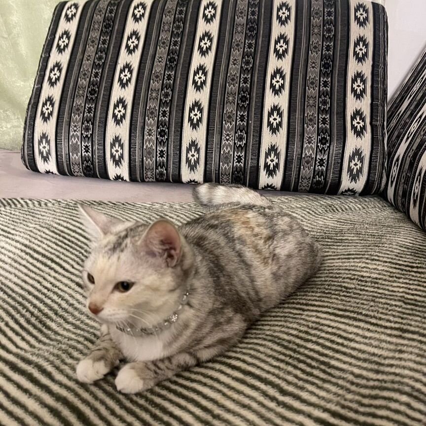 Ищем жениха