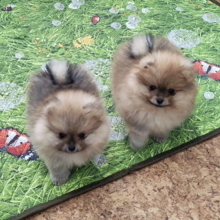 Померанский шпиц, щенок